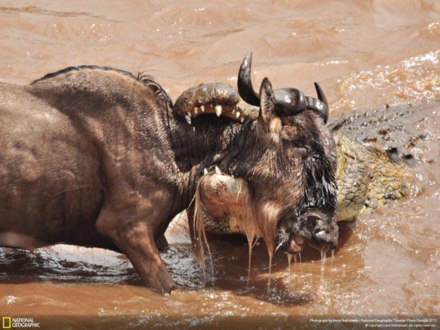 25 Captivating Pictures Of Animals In Their Natural Habitat | Paki Holic