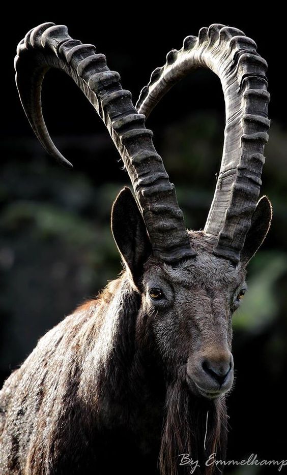 National Animal Of Pakistan In Urdu Slidesharetrick